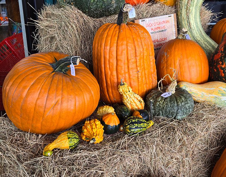 Fall Harvest Celebration is Happening In-Store Now!