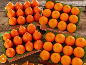 Buy Navel Oranges | Sun Harvest Citrus